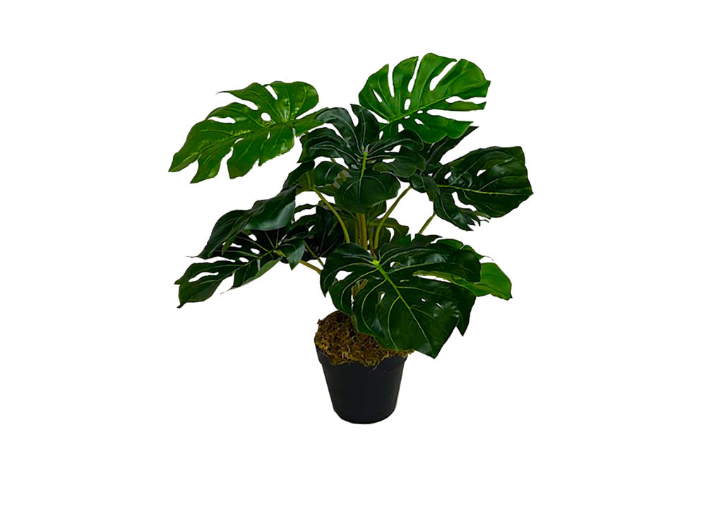 Delicious Monster - Sedgars Home