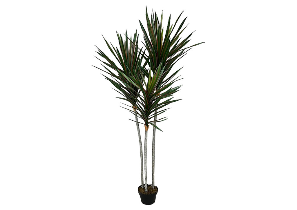 Yucca Thin Leave - Sedgars Home